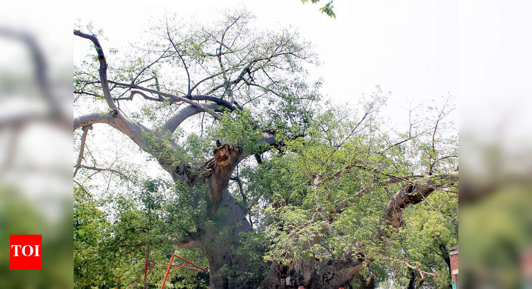 Tribal women pledge to save trees | Cuttack News - Times of India