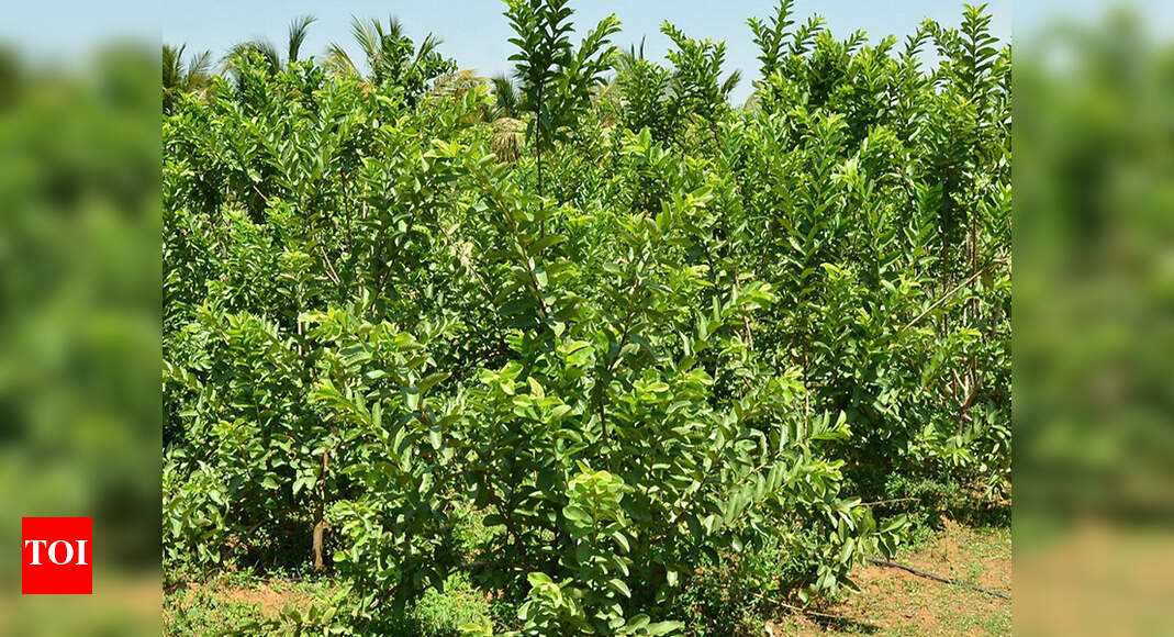 Guava grafts from Lucknow going places | Lucknow News - The Times of India