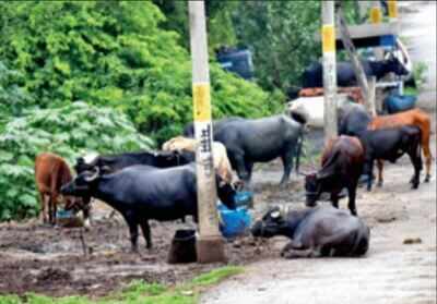 ‘If we move, no fresh milk for you’ | Lucknow News - Times of India