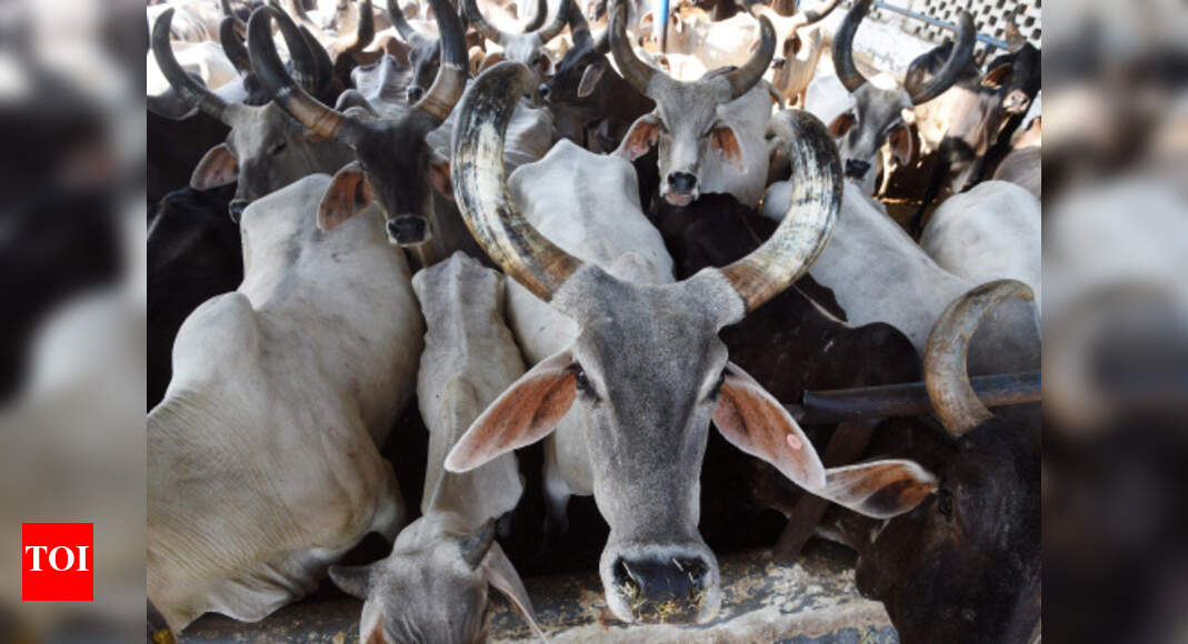 SC: Won't interfere with HC stay on cattle-trade rules | India News ...
