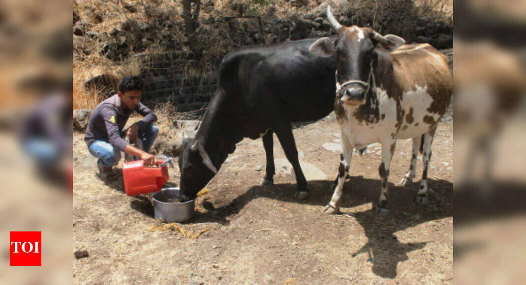 Vhp: VHP to issue identity cards to 'gau rakshaks' in Maharashtra ...