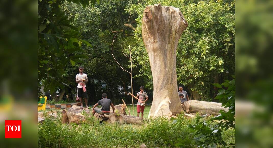Tree hacking - Times of India