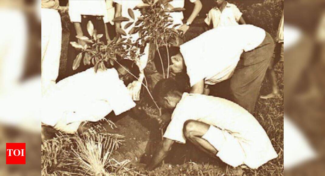 Freedom tree 'lost' in independent India? | Ahmedabad News - Times of India