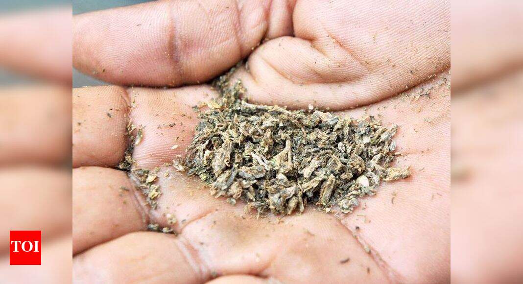 Ganja Seized: 24kg ganja seized along Indo-Bangladesh border on ...