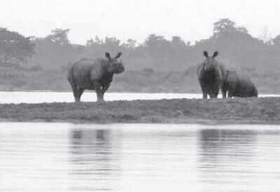 286 animals perish in Kaziranga deluge | Guwahati News - Times of India