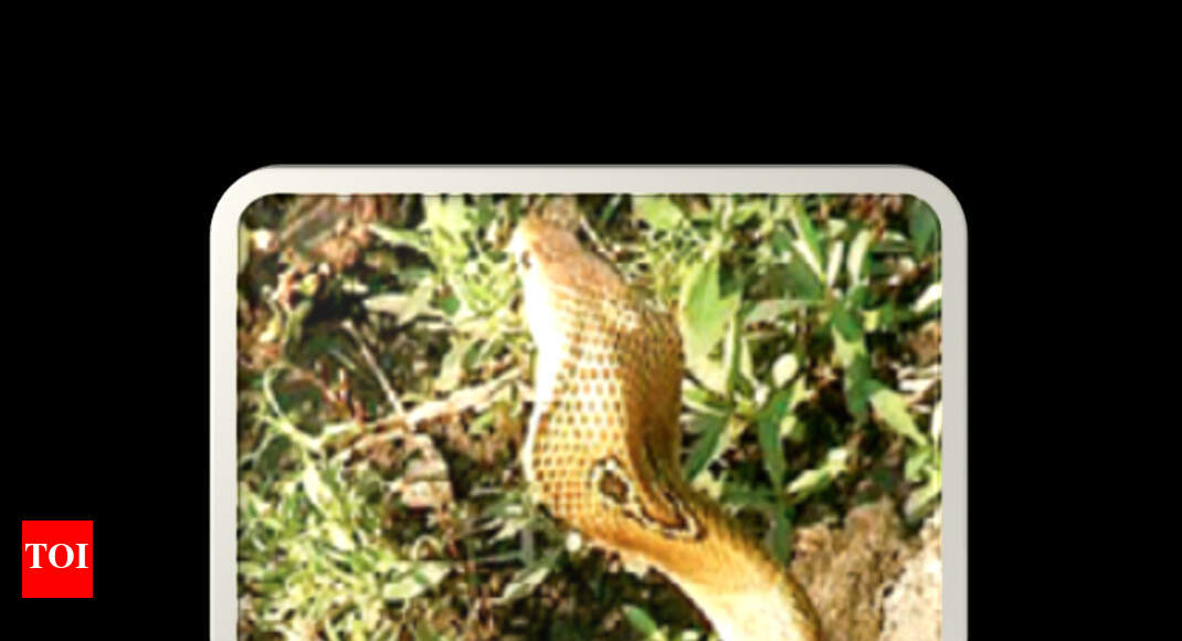 Antidote crunch: 5 die of snake bites in 7 days | Hyderabad News ...