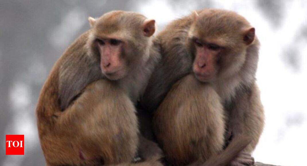 Monkey menance in delhi: Monkey menace: Delhi Assembly to seek NDMC's ...