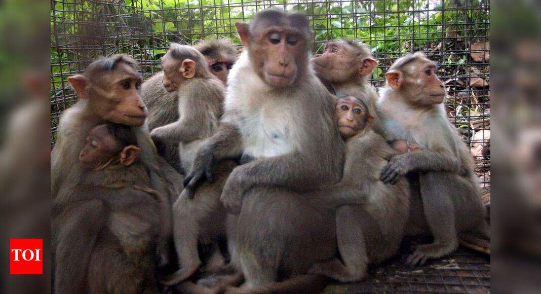 Where are monkey catchers: Delhi RWAs | Delhi News - Times of India