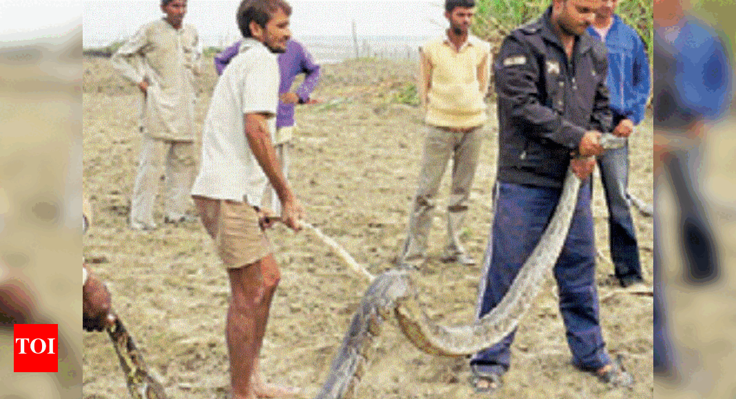 In a first for UP, Burmese python reported from Hastinapur wildlife ...