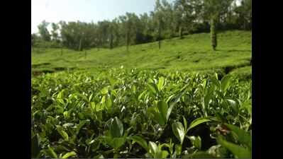 Voom Food: McLeod Russel sells Bhatpara tea garden in Dooars | Kolkata ...
