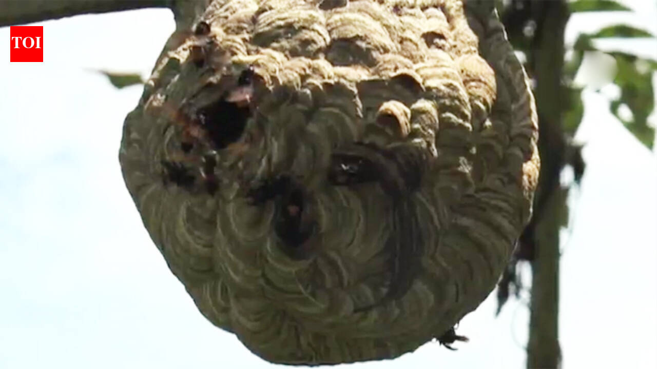 Nagaland strives to increase honey production