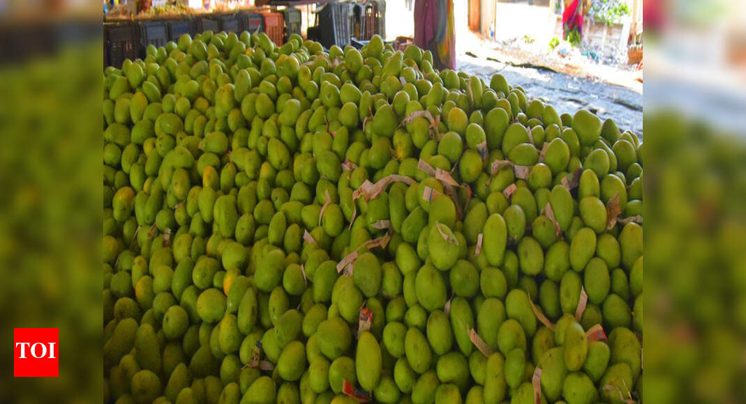 Mango, cashew crops see hike in yield this season | Goa News - Times of ...