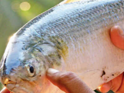 What the fish! Godavari Pulasa selling for Rs 4,000 per kg ...