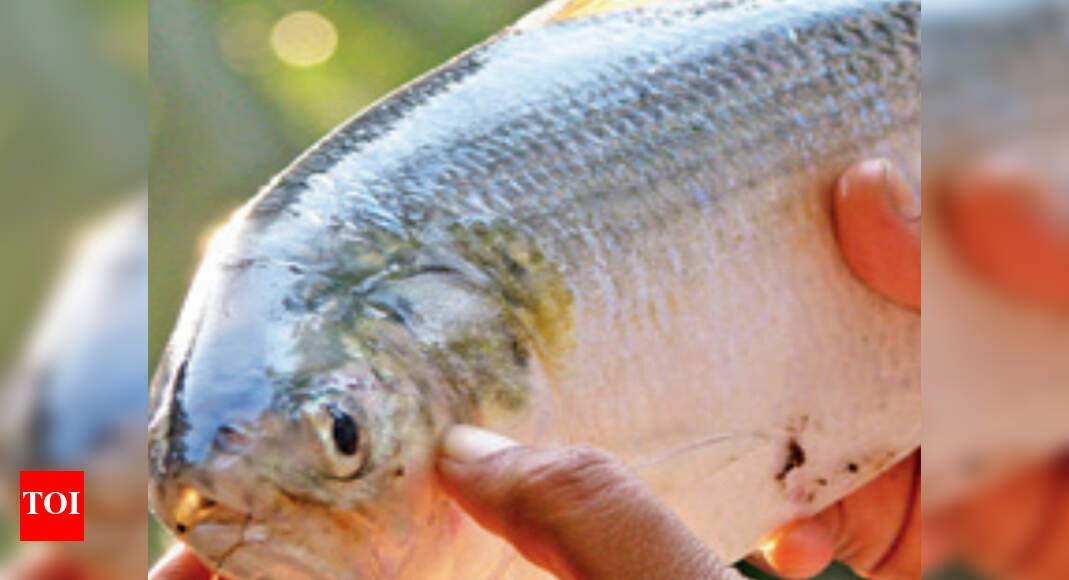 East Godavari: What the fish! Godavari Pulasa selling for Rs 4,000 per ...