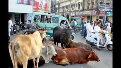 Stray Animals: Attacks too many to be called stray cases | Lucknow News ...