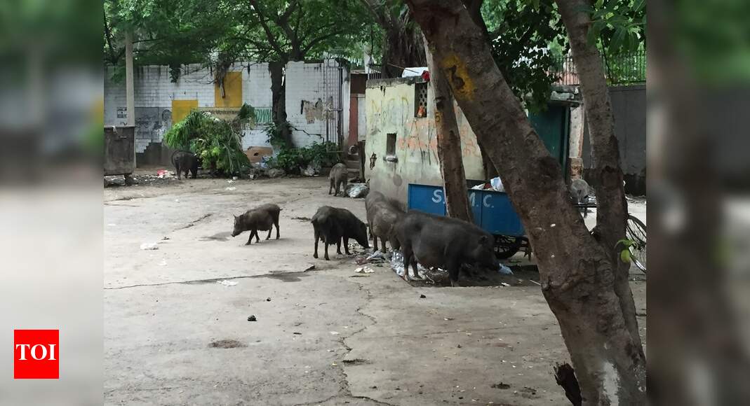 Pig sty at garbage bin - Times of India