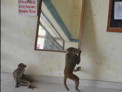 Chasing monkey, man falls from terrace, dies | Agra News - Times of India