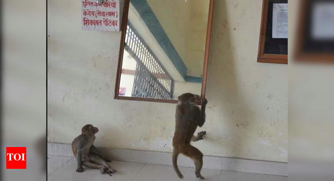 Chasing monkey, man falls from terrace, dies | Agra News - Times of India