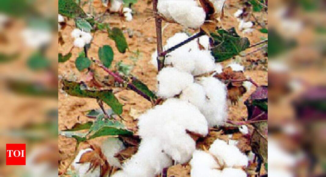 Rains lessen threat of pest attack on cotton, good output expected ...