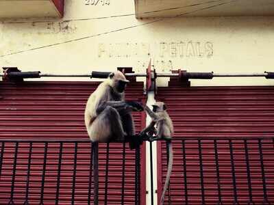 Monkeys in the house... - Times of India