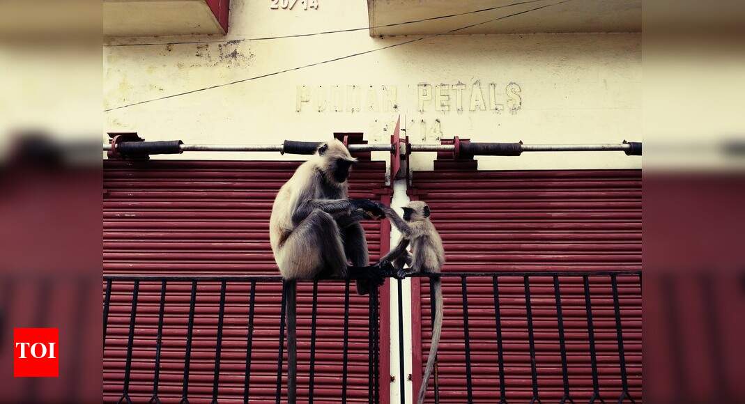 Monkeys in the house... - Times of India