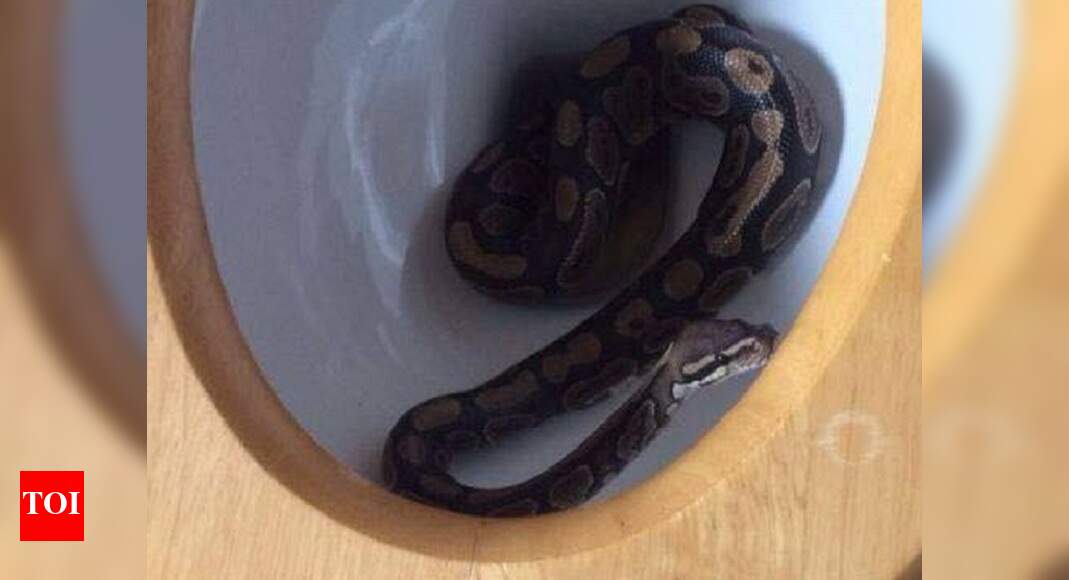 Python in toilet scares UK family, owner apologises - Times of India