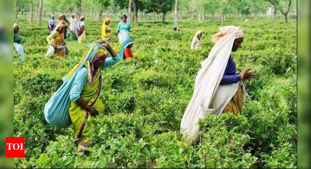 103 tea estates announce 20% Puja bonus for workers | Guwahati News ...