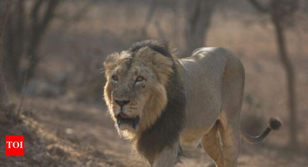 gujarat: Gujarat government allows 50 devotees to stay overnight at Gir ...