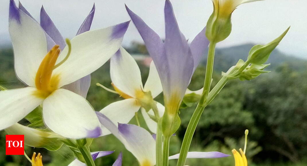 Kannanthali bloomed in Peruvan mala - Times of India