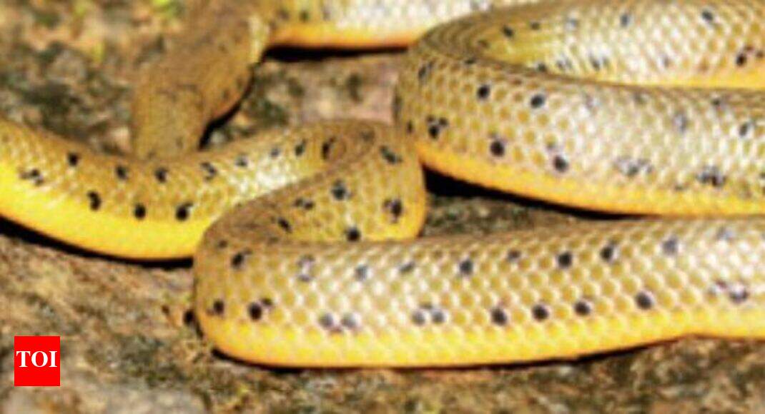 Aquatic snake favouring elevated laterite plateaus in north Western ...