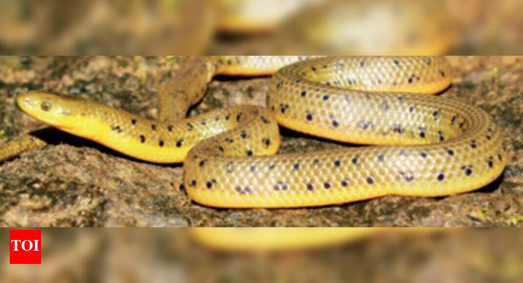 Aquatic snake favouring elevated laterite plateaus in north Western ...