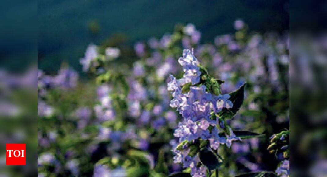 After 12 years, Neelakurinji flowers bloom here | Hubballi News - Times ...