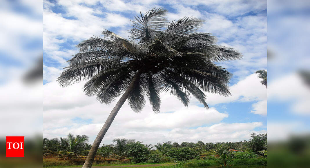Coconut tree falls onto house at Keri | Goa News - Times of India