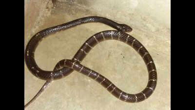 Deadly 3-footer krait rescued from priest's house in Navi Mumbai | Navi ...