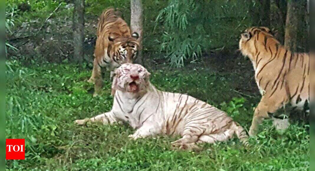 Tigers fight it out at Bannerghatta safari, 2 white tigers injured ...