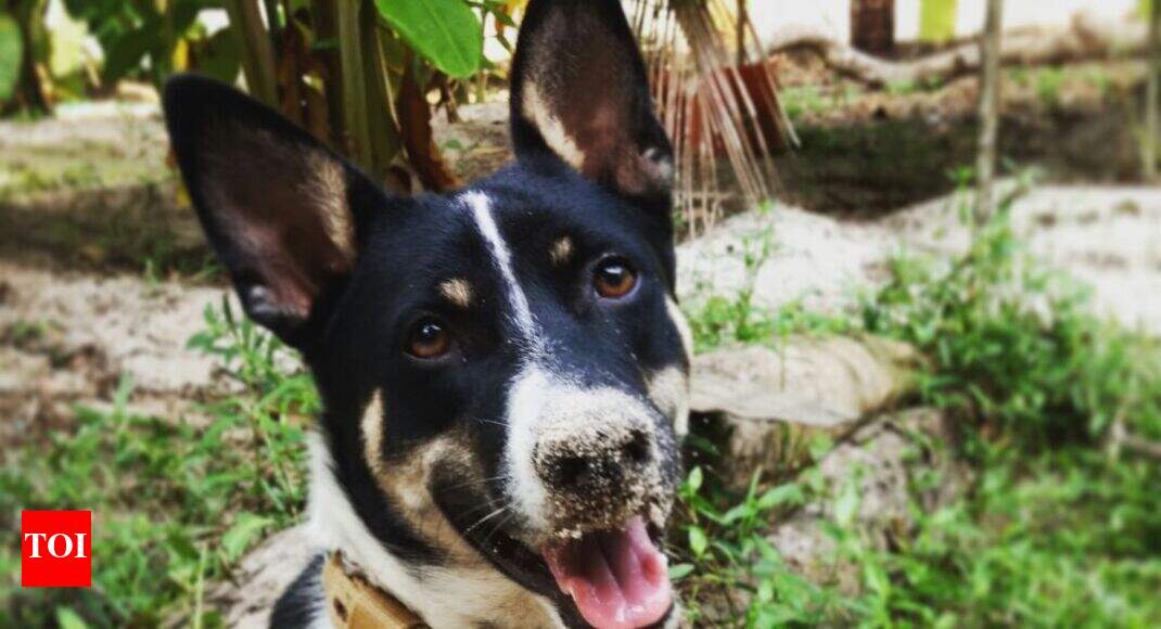 gowri lekshmi: Who is the cutest Indian dog alive? ‘Me,’ says Moochi ...