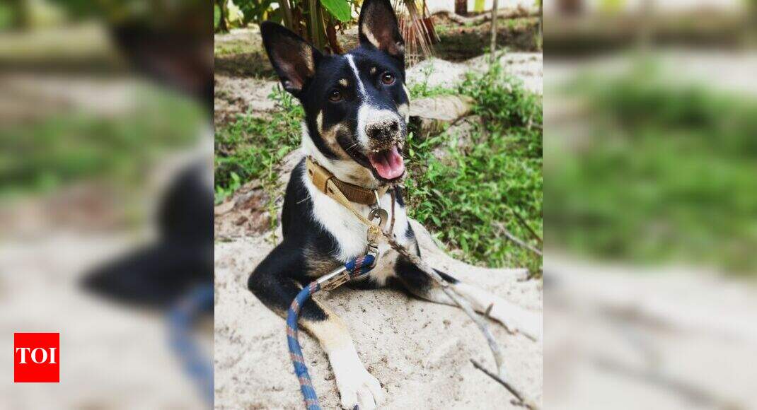 Gowri Lekshmi: Who is the cutest Indian dog alive? ‘Me,’ says Moochi ...