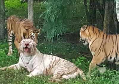White tiger injured in fighting dies at Biological Park | Bengaluru ...
