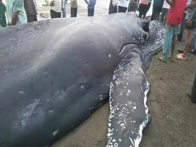 Real life-and-death challenge: Blue whale rescued off Una | Ahmedabad ...