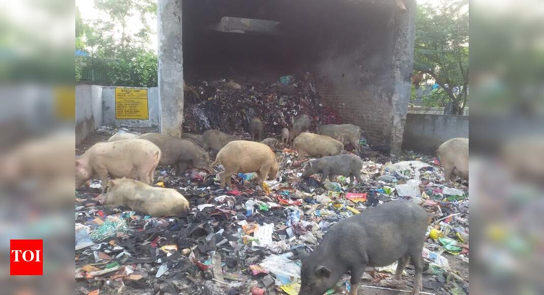 Pig sty at dump - Times of India