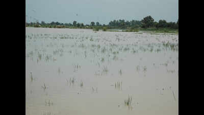 Drought-resistant rice variety struggles to find any takers | Bengaluru ...