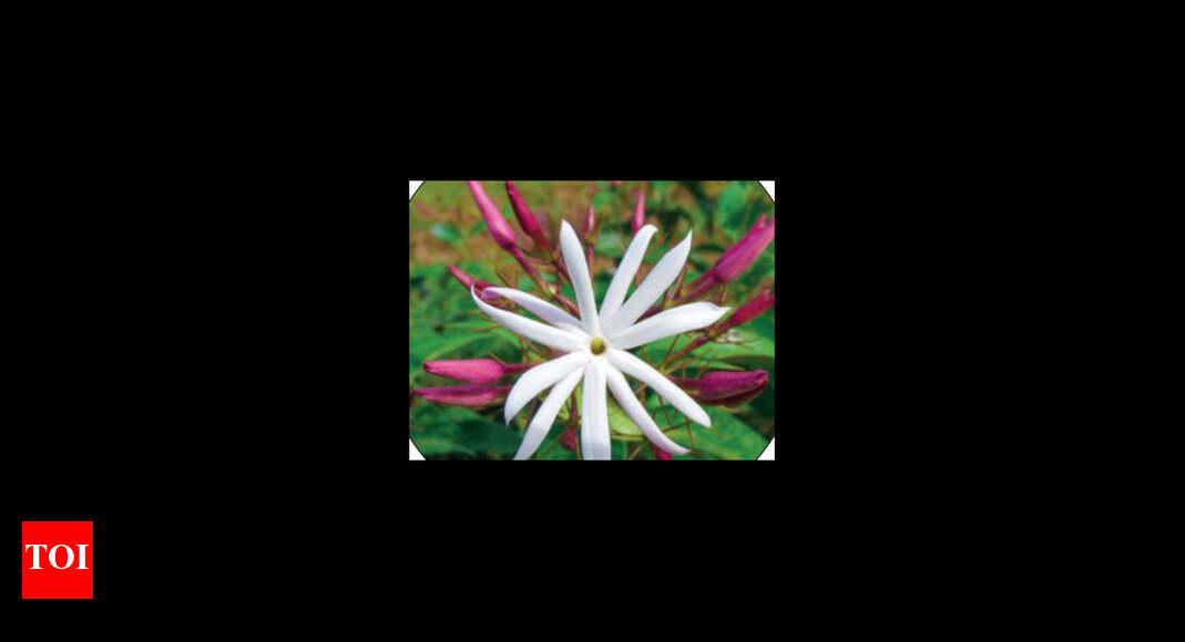 New jasmine variety promises blooms, profit in dry months | undefined ...