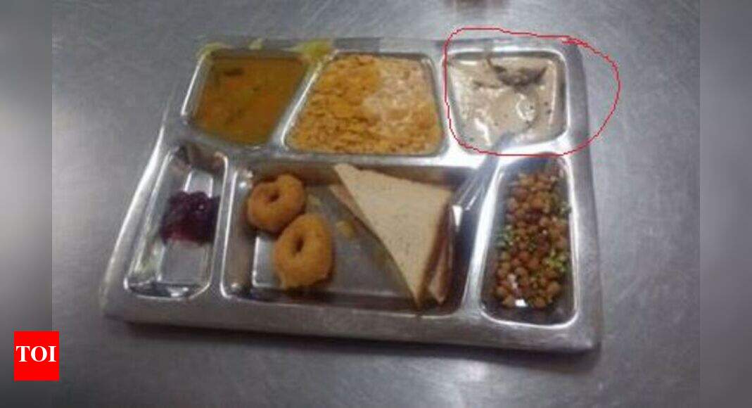 Dead mouse found in IIT-Delhi mess food | Delhi News - Times of India