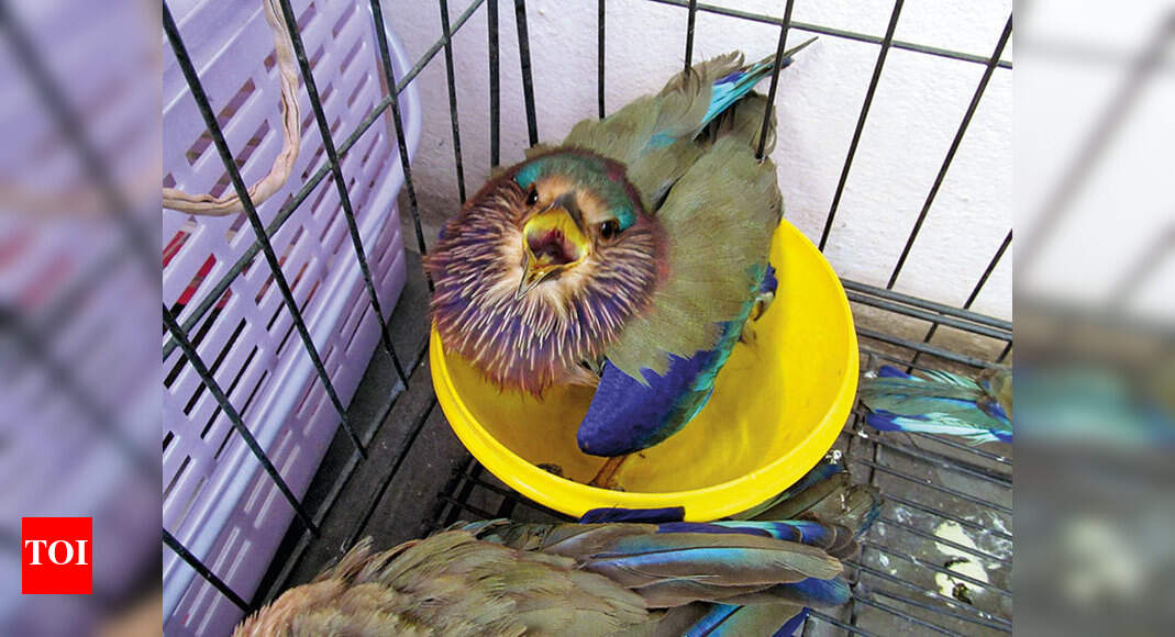 Palapitta: How a mindless dasara ritual is killing our state bird ...