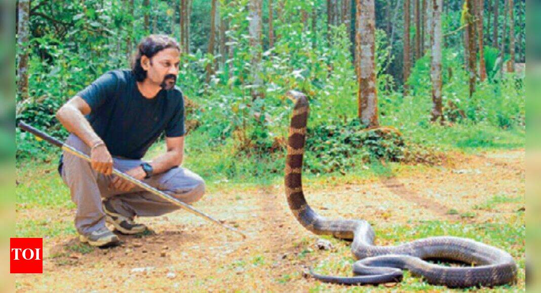 Fight between two male king cobras key feature of new documentary ...