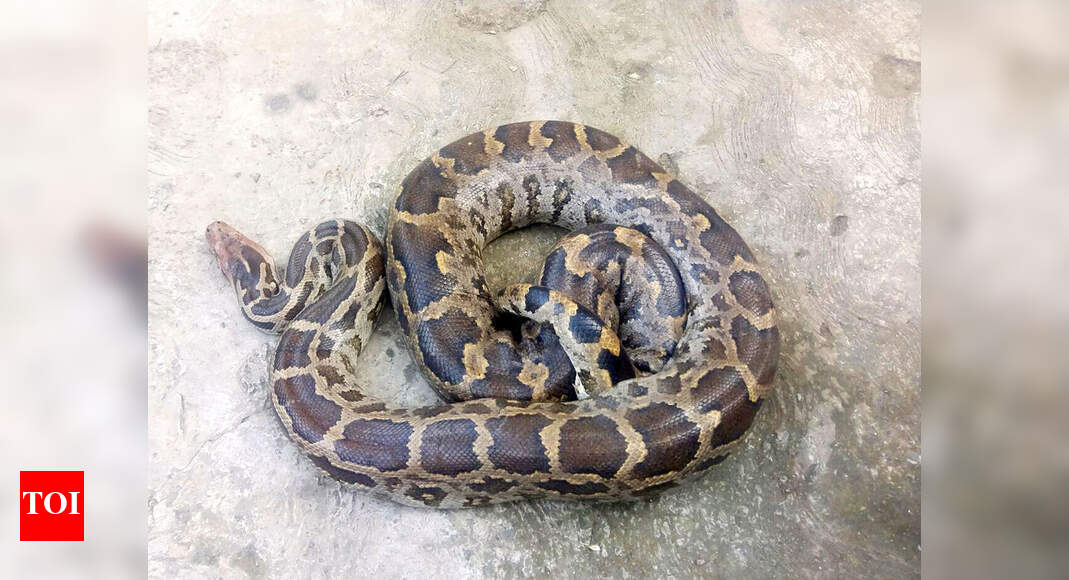 213 pythons rescued in 9 months | Kochi News - Times of India