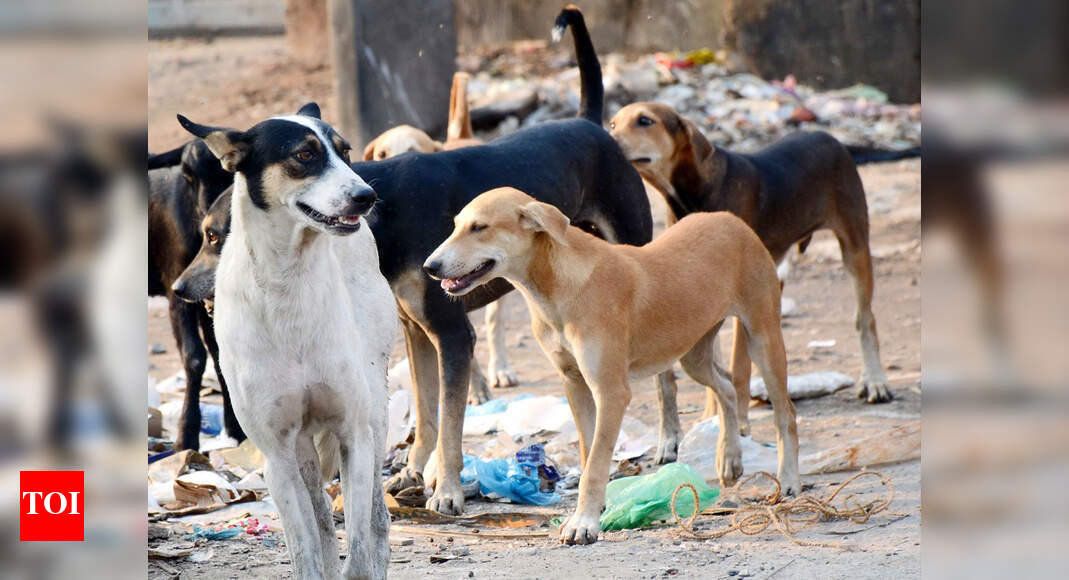 In Pune, 4 dogs burned alive, 16 poisoned | Pune News - Times of India