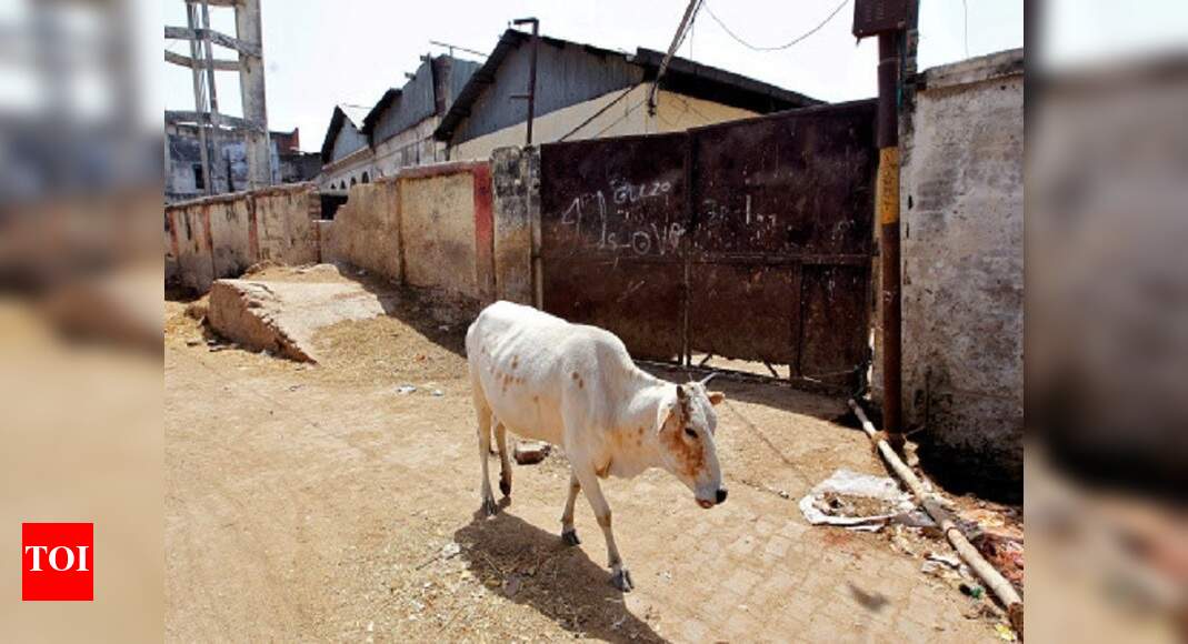 Man arrested for cow slaughter in Saharanpur | Meerut News - Times of India