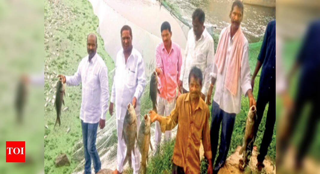 Massive fish kill from pharma toxic burst | Hyderabad News - Times of India