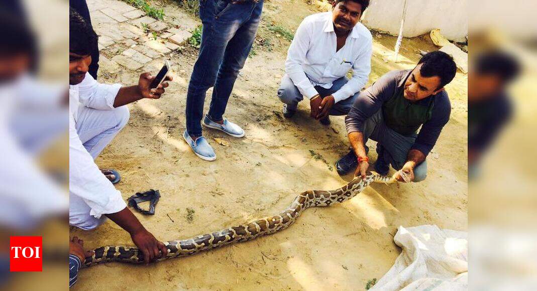 A 10-foot python rescued in Sohna | Gurgaon News - Times of India